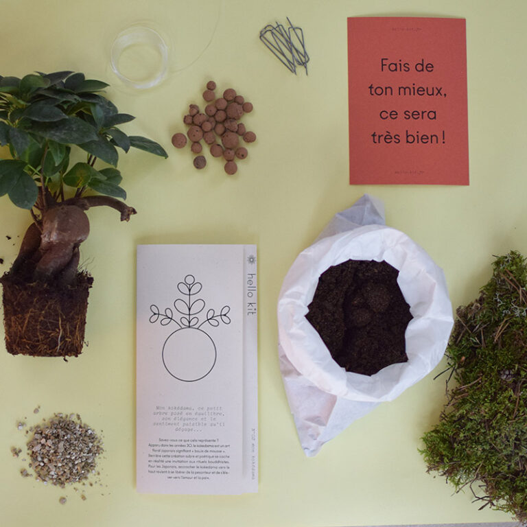 Box DIY- Créer un kokédama ficus ginseng - hello kit